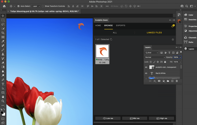 Zoom for Creators - Evolphin Learning Portal